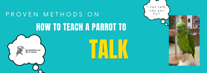 Teach Your Parrot to Talk with Kookaburra Bird Shop
