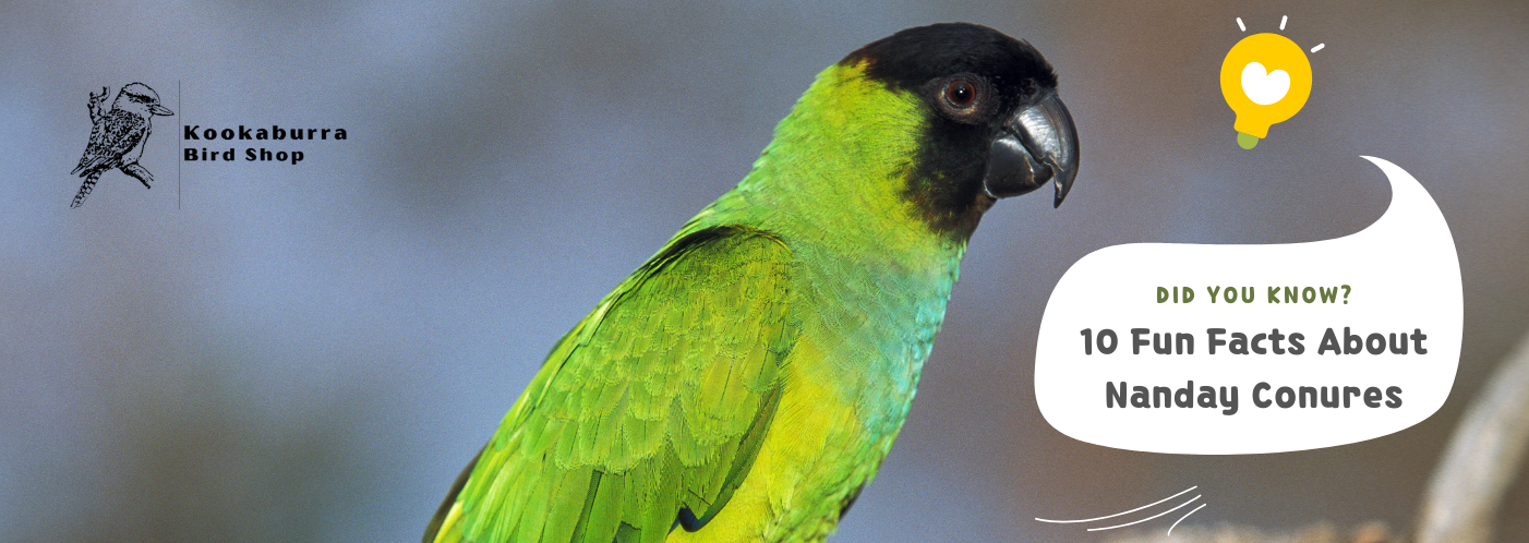 10 Fun Facts About Nanday Conures - Clown like Parrots