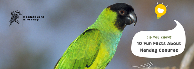 Nanday Conure Bird