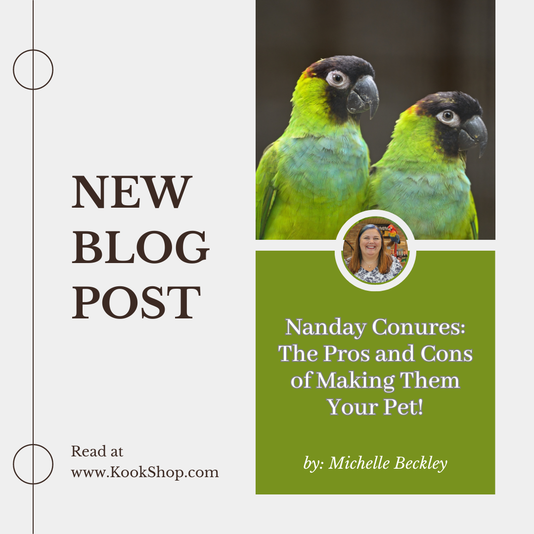 Nanday Conures: The Pros and Cons of Making Them Your Pet!