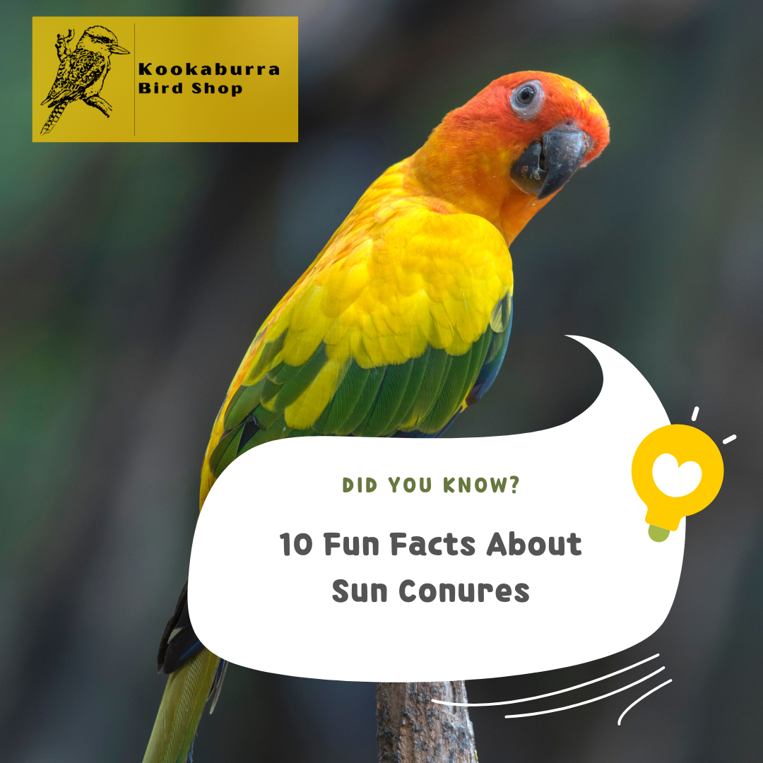 10 Fun Facts About Sun Conures the You Should Know
