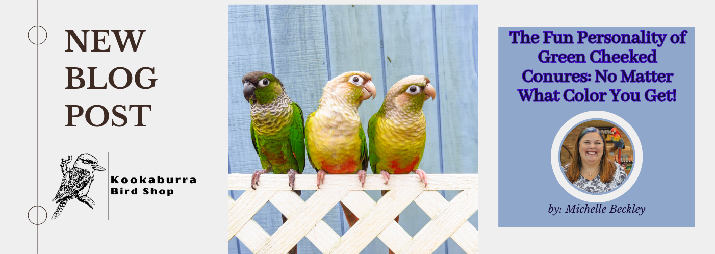 The Fun Personality of Green Cheeked Conures!