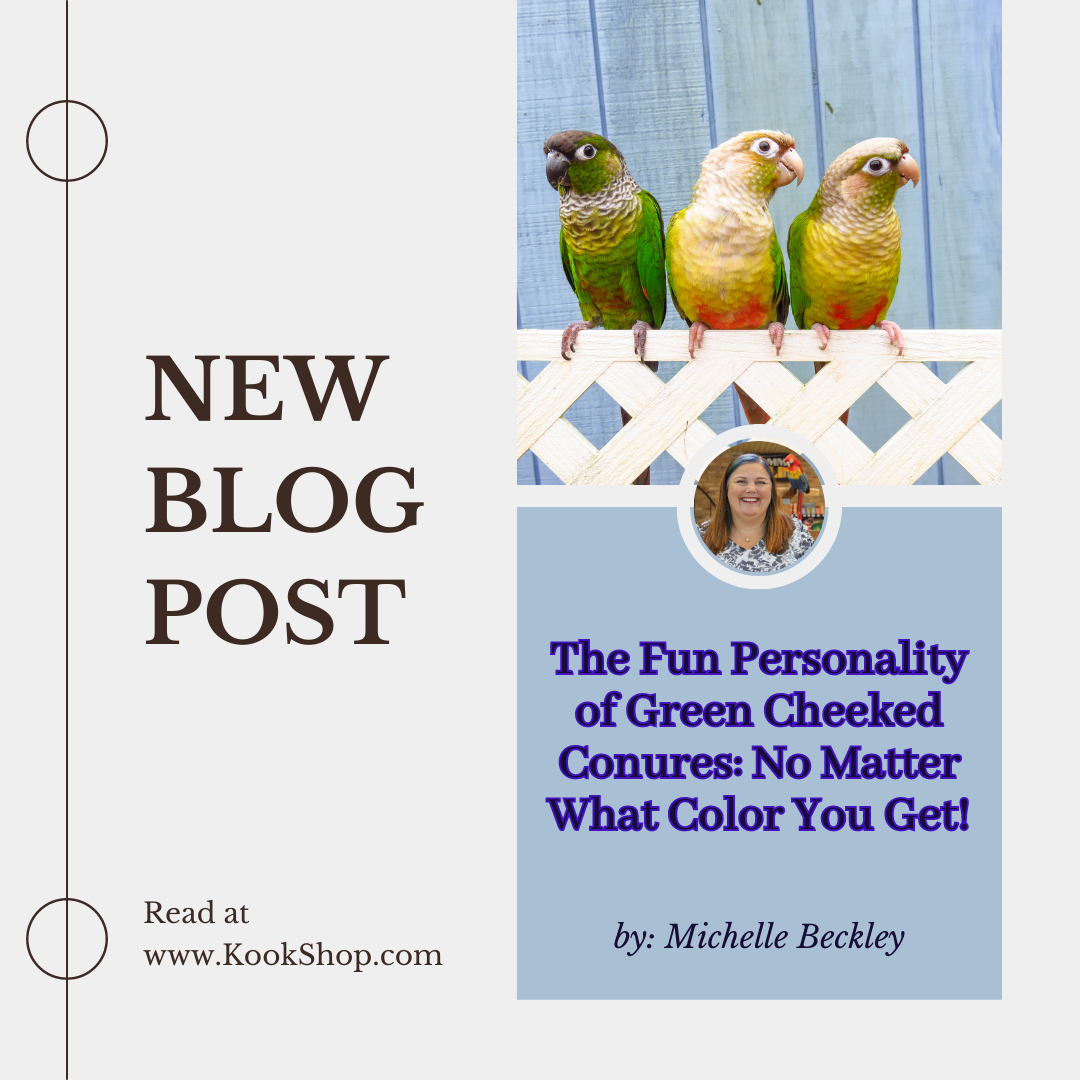 The Fun Personality of Green Cheeked Conures!