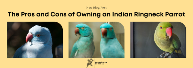 Indian Parrot Information