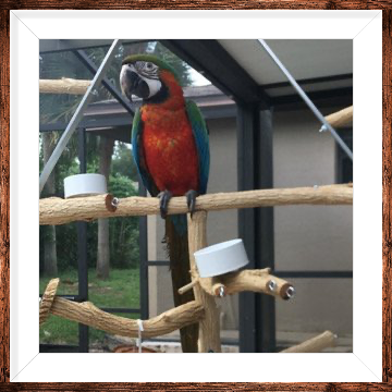 Birds for Adoption AKA Second-Hand Birds | Kookaburra Bird Shop, LLC ...