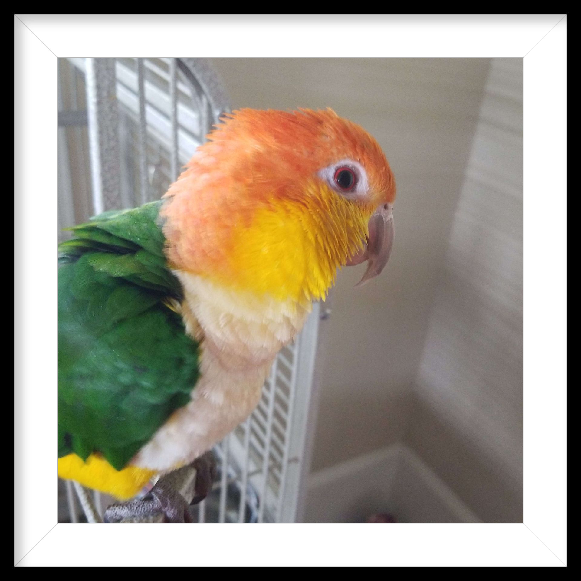 Birds for Adoption AKA Second-Hand Birds | Kookaburra Bird Shop, LLC ...