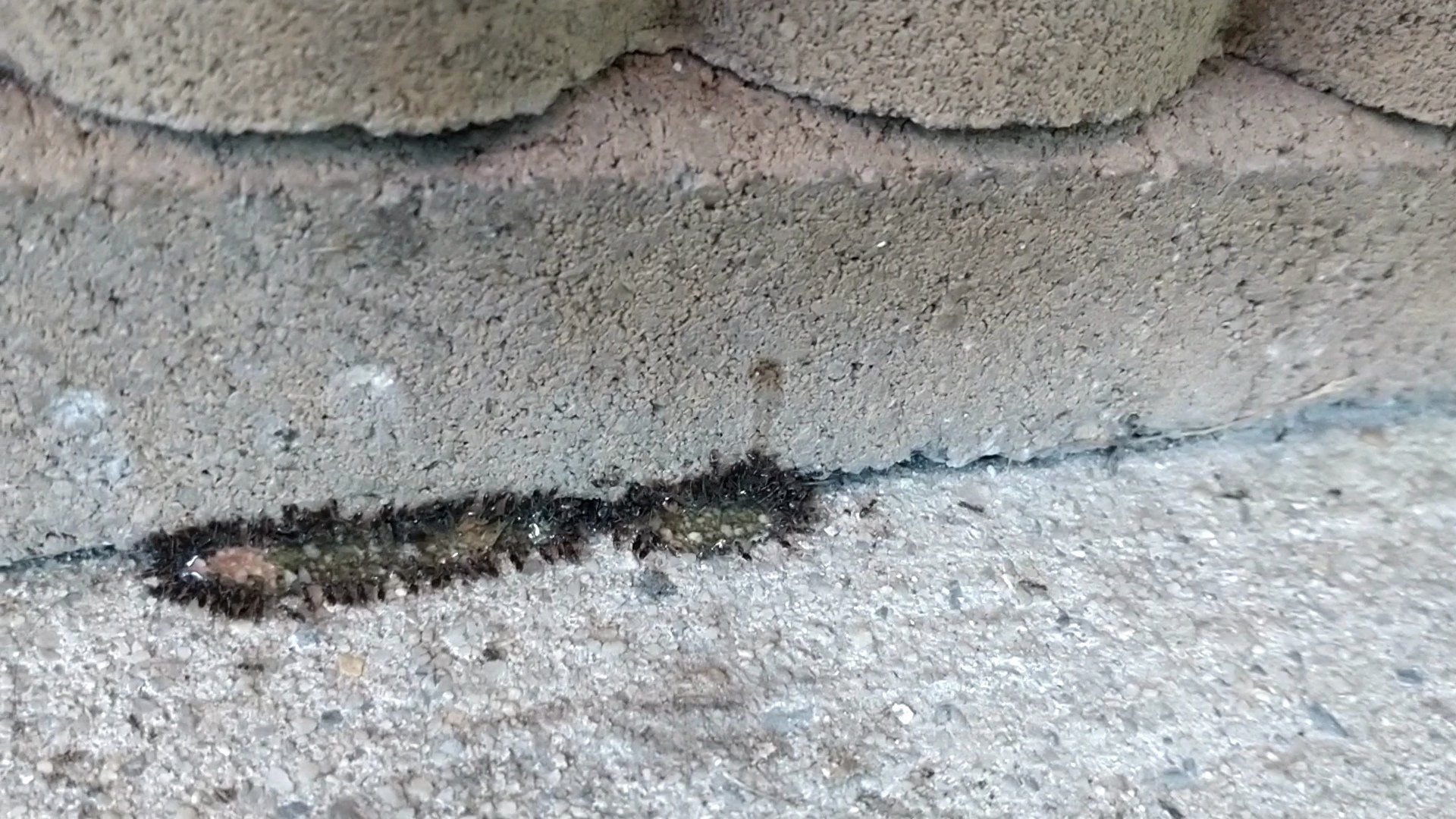 Kingdom Exterminating