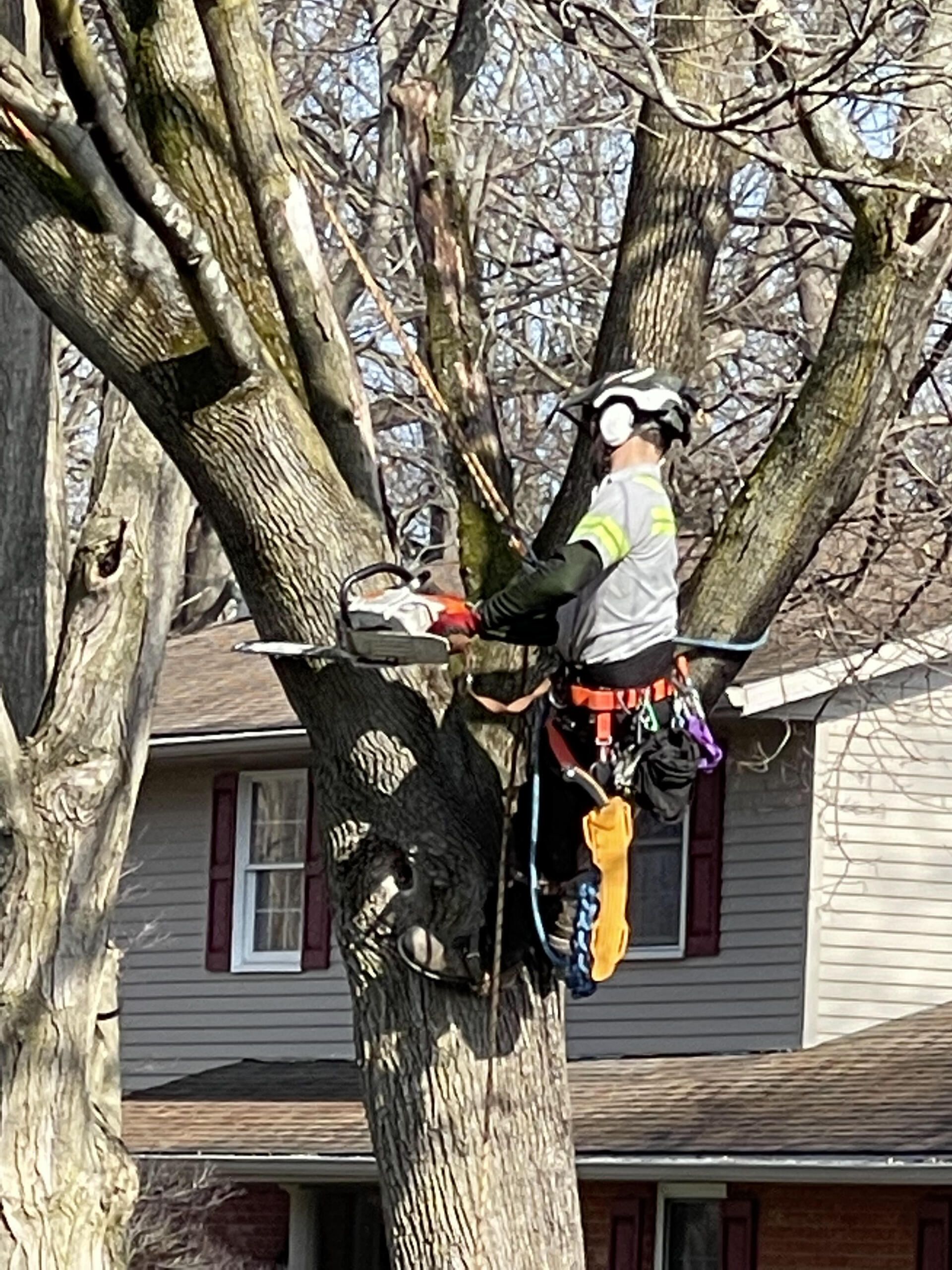 Tree Services - North Canton, OH - Haymaker Tree and Lawn