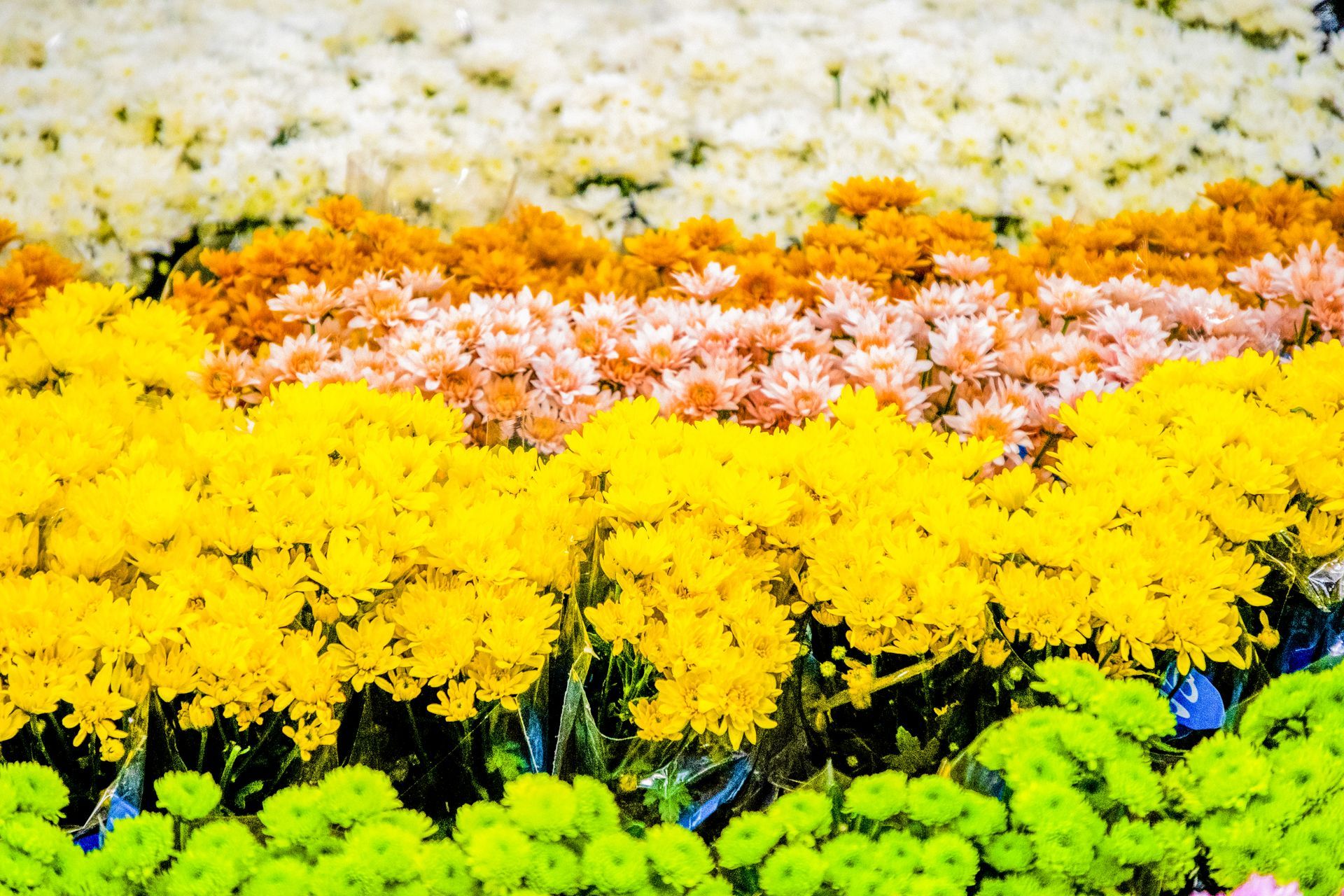 Flower Centre for Floral Arrangements | Multiflora