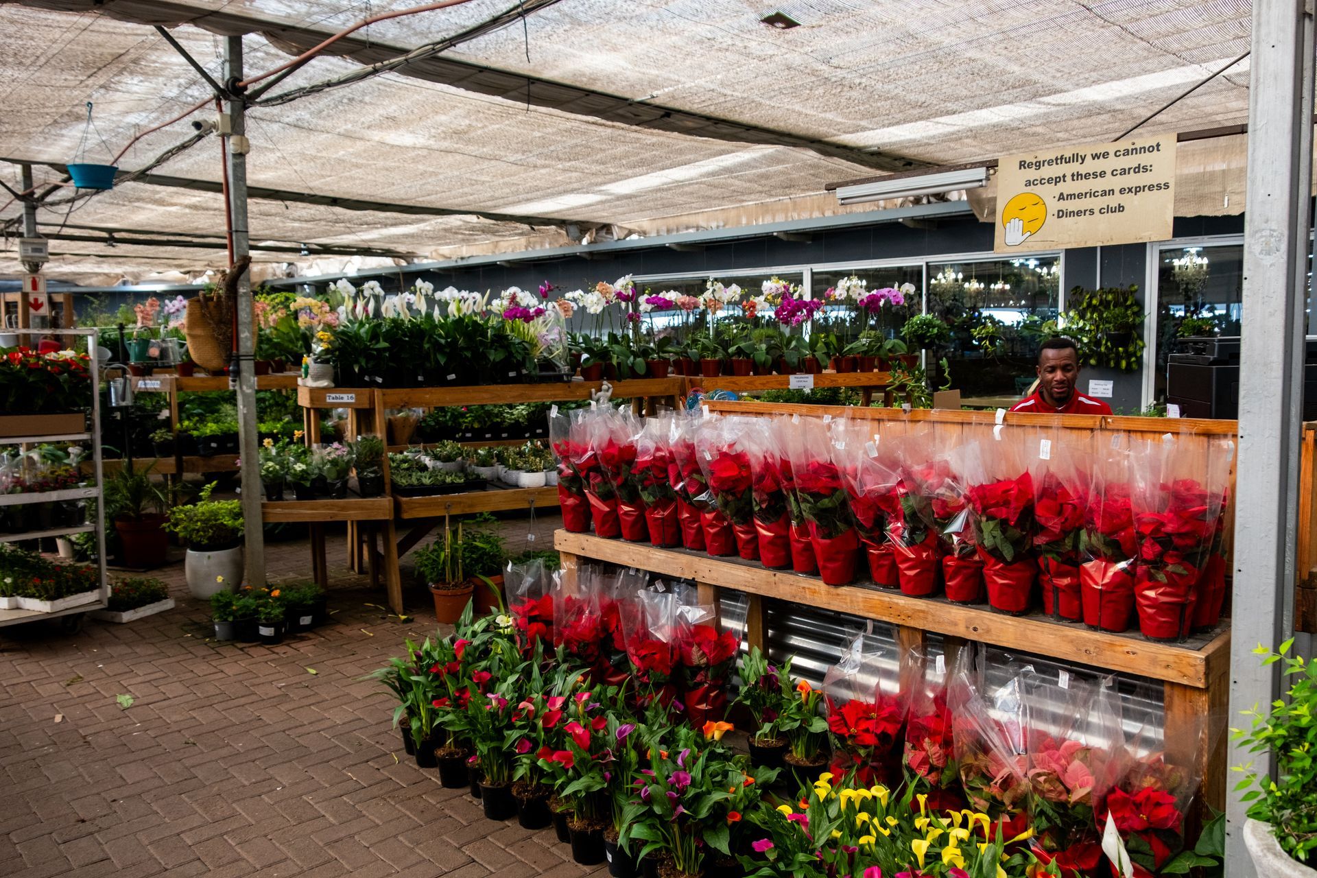 Multiflora | High-quality pot plants.