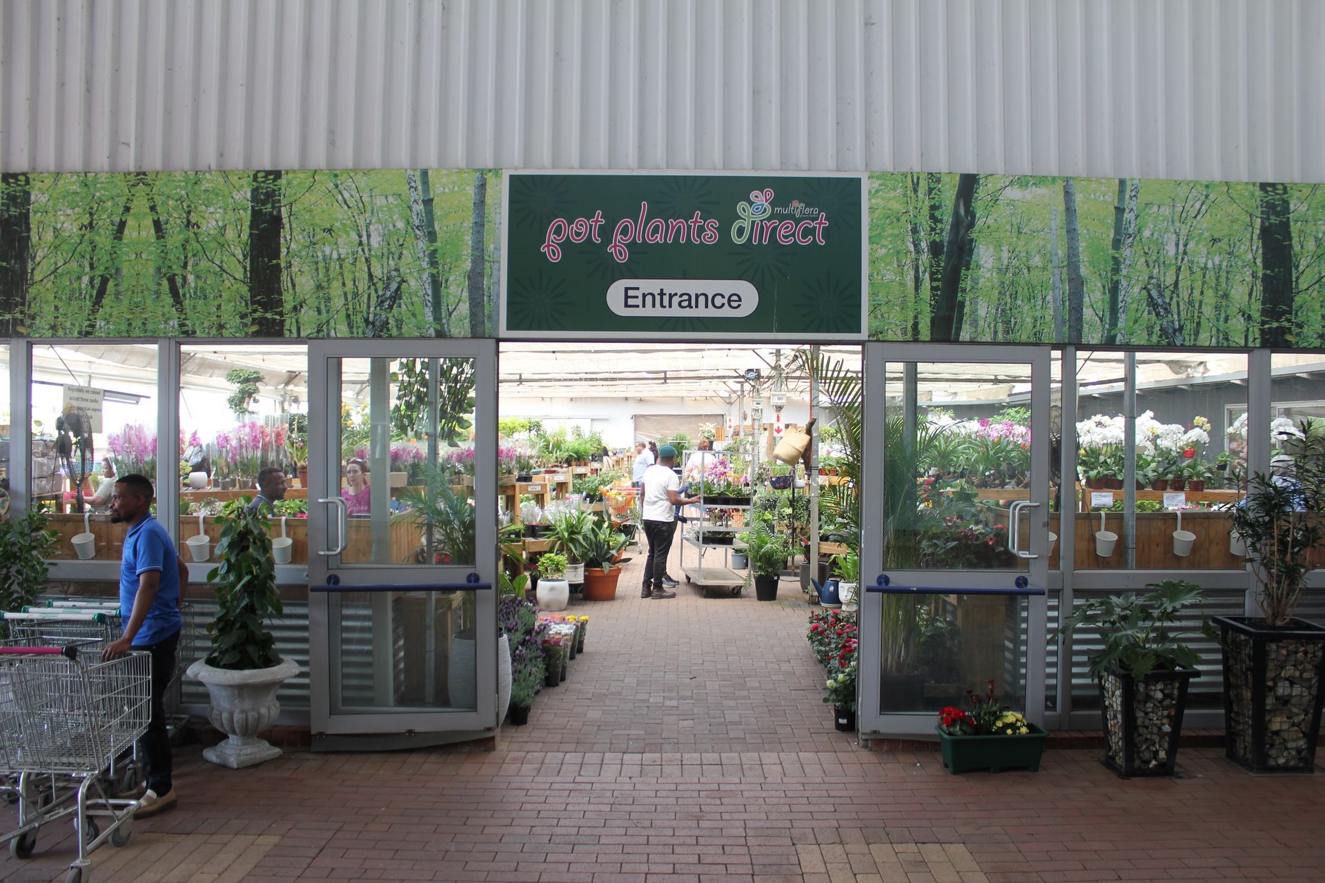 Pot Plants | Alsmeer Flowers | Multiflora Mall