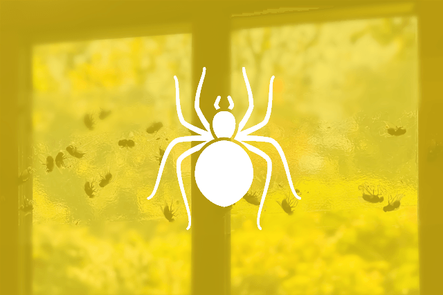 Pest Control Company | Aurora, IL | Leave Me Bee Pest