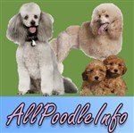 Poodle Life Expectancy | Leading Causes of Death