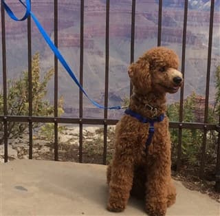 The Best Car Seats and Belts for Poodles