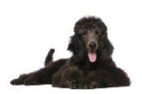 Poodle Colors | Explanations and Photos