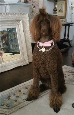Poodle Dry Skin Issues and Top Remedies
