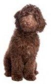 Poodle Colors | Explanations and Photos
