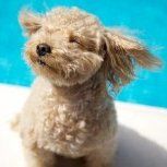 Poodle Colors | Explanations and Photos