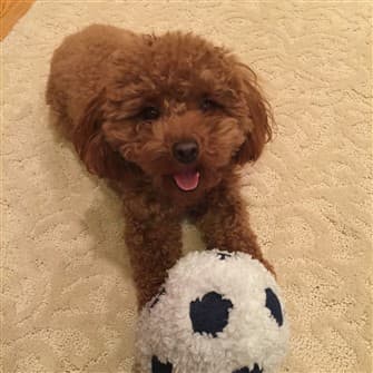 Poodle Eye Tear Stains | Poodle Information Center