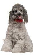 Poodle Colors | Explanations and Photos