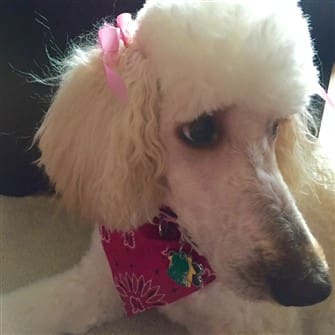 Poodle Eye Tear Stains | Poodle Information Center