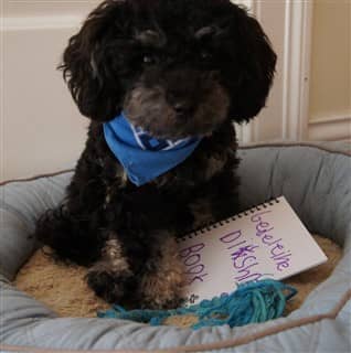 Are Poodles Hard To Housebreak