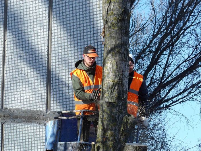 Tree Care Services | Arborist Touch Tree Service
