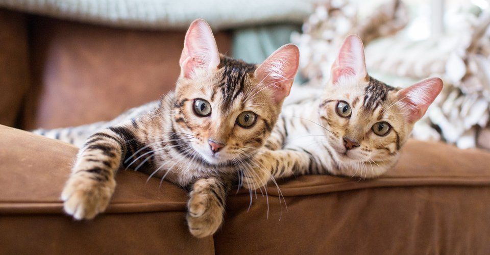 Kennel and cattery - Daws Heath Kennels and Cattery