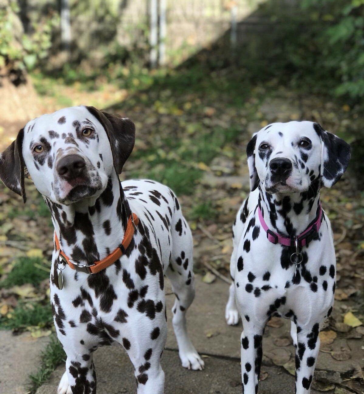 Kennel and cattery - Daws Heath Kennels and Cattery