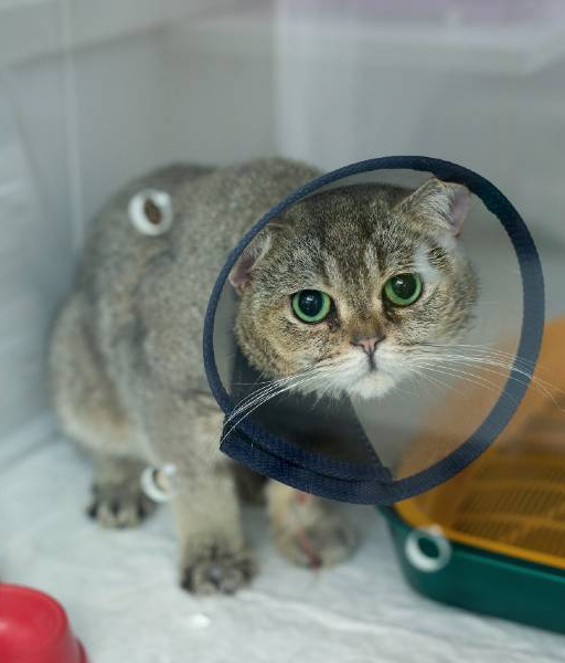 Spay and Neuter Clinic - Pet Surgery | Furever Family Veterinary Care ...