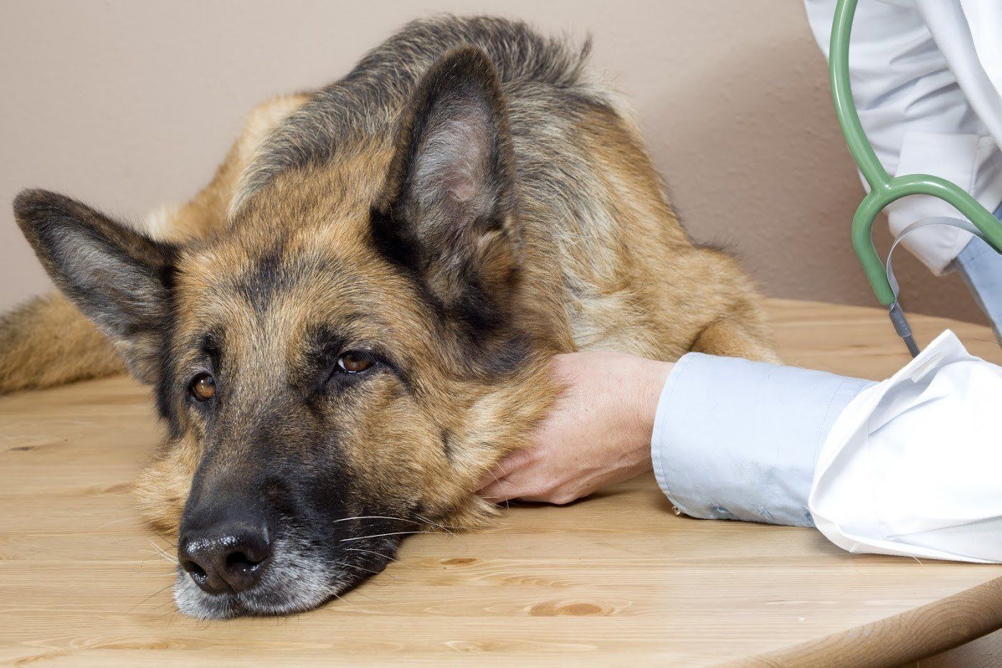 4 Key Points About Lick Granulomas in Dogs