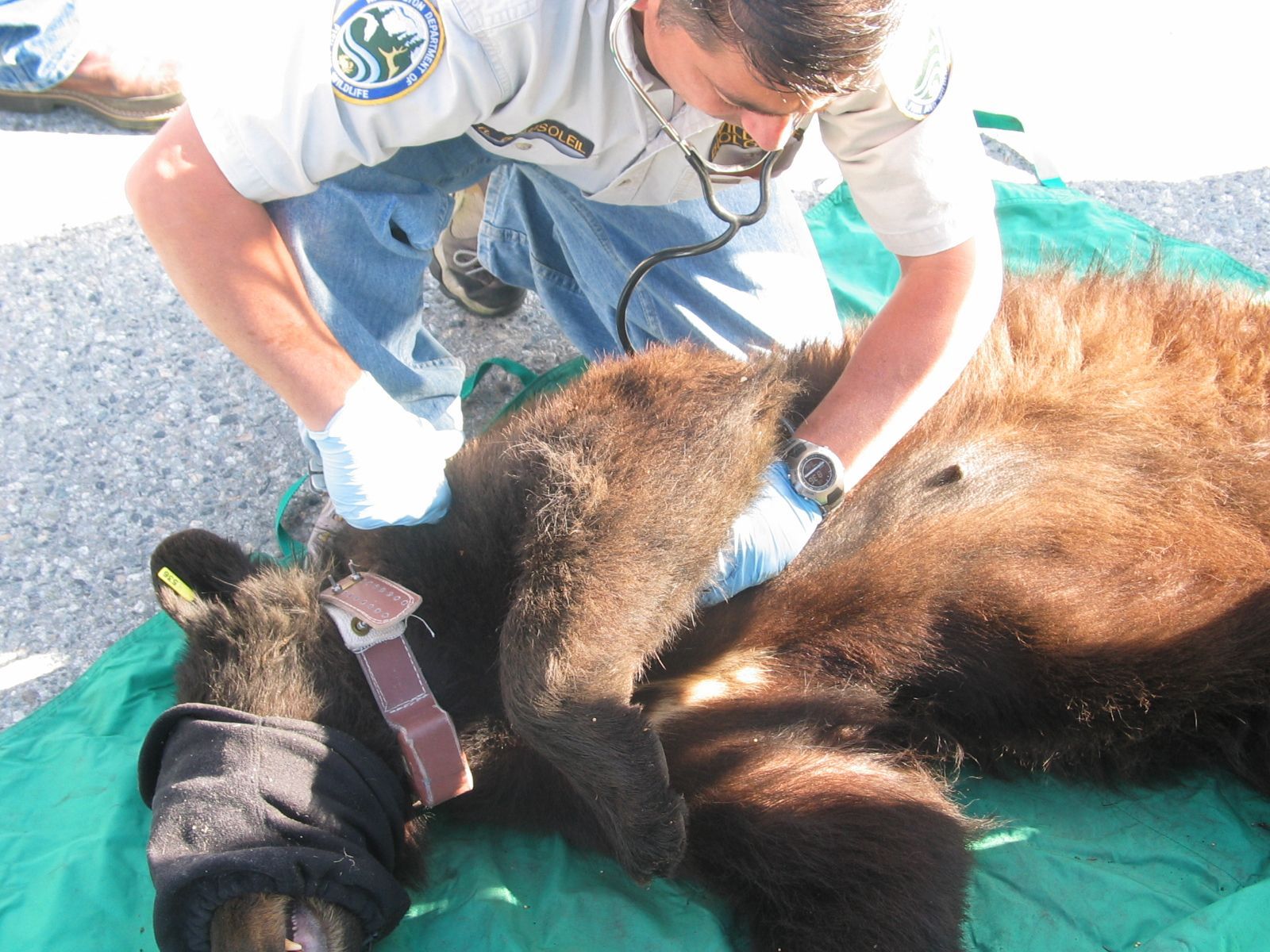 Global Wildlife Resources | Live Training Courses