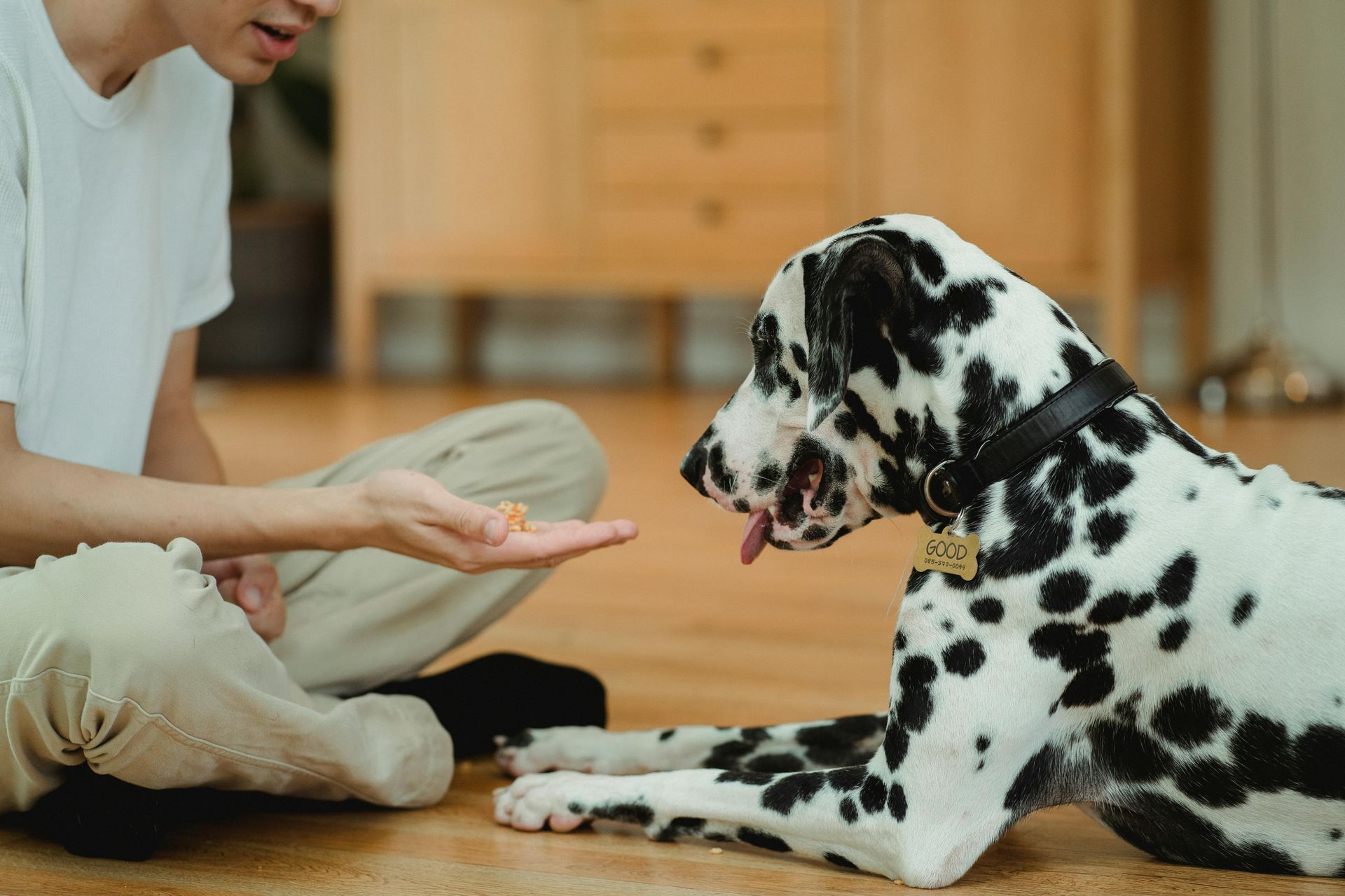 Why Dogs Need Boundaries to Feel Secure