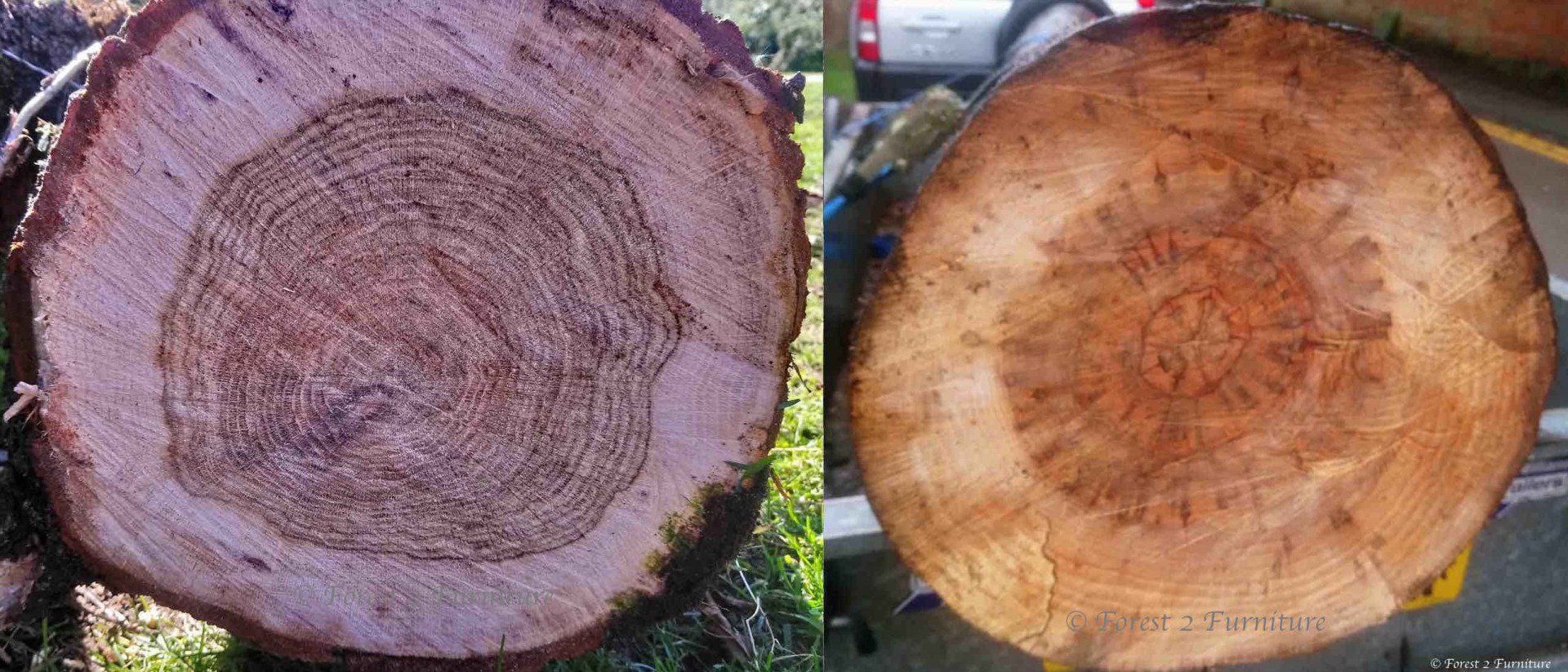 On-site tree milling services