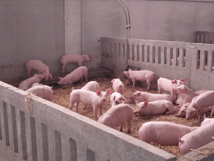 Vendita cancelli per stalle di suini e box per maiali