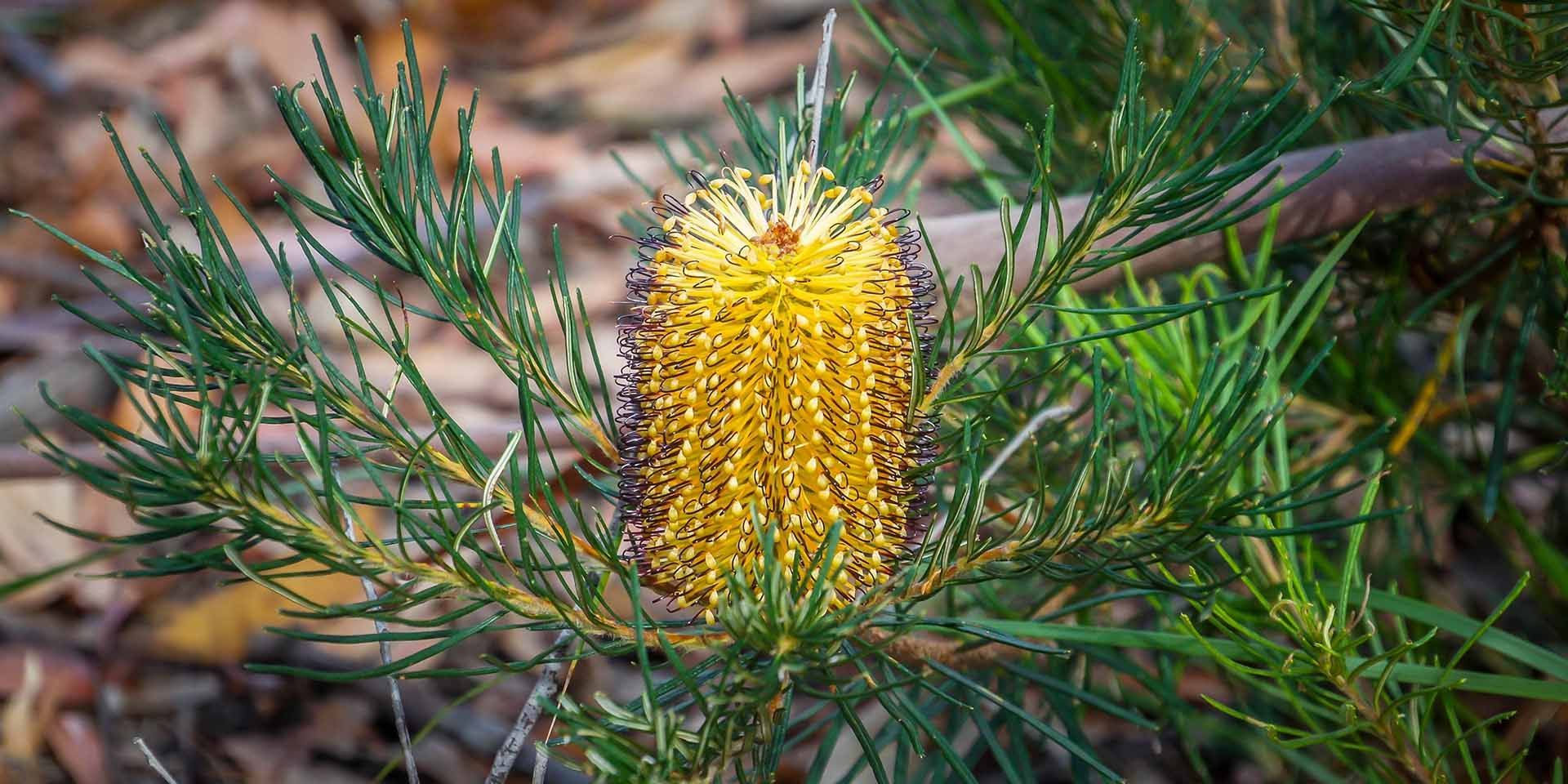 Experience the Bundian Way