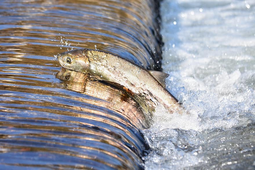 Fish Passes on River Abstractions/Impoundment Structures