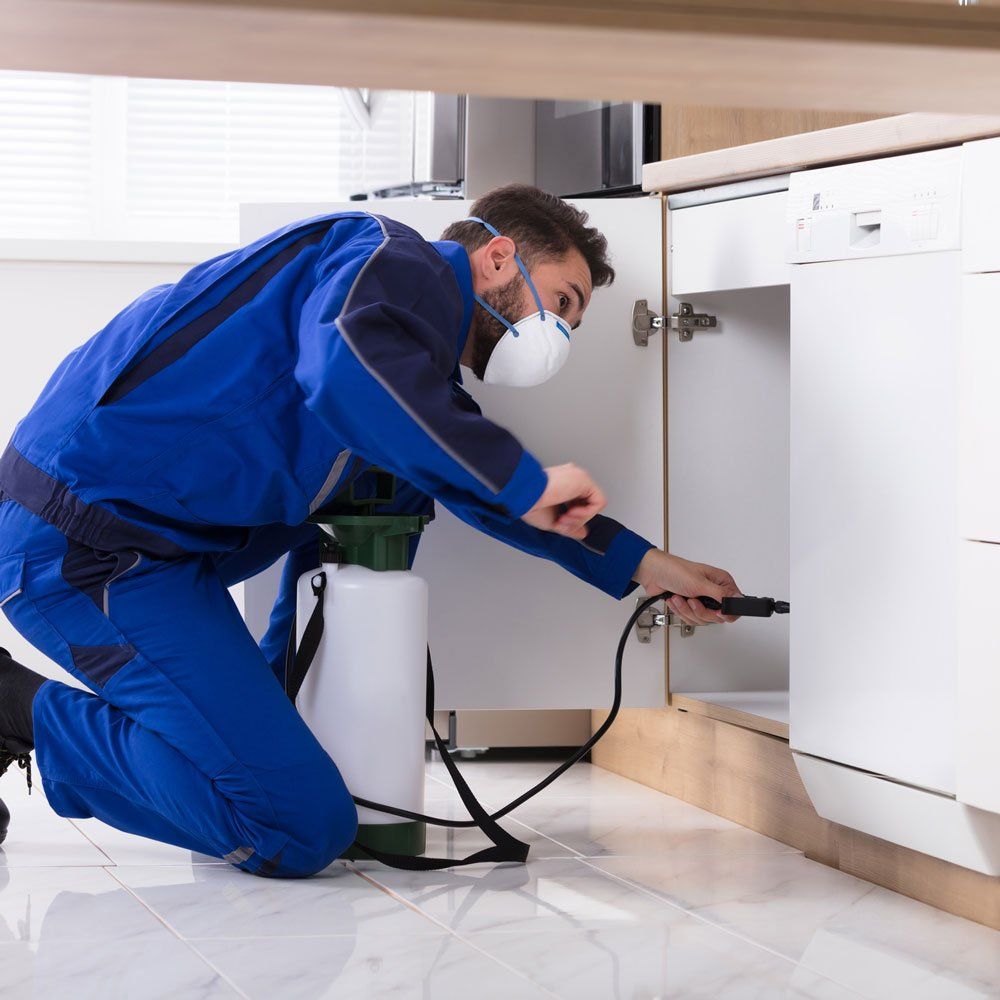 Termite Control |Los Angeles, CA | Pacific Termite