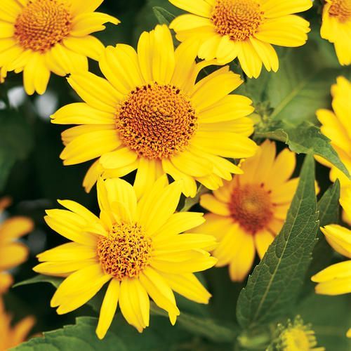 35 Native Pollinator Plants in Minnesota
