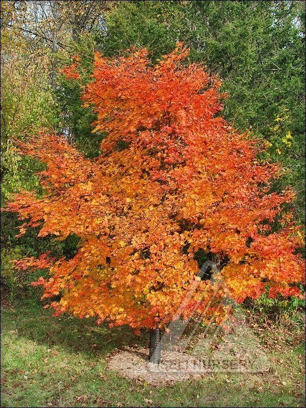 How to Pick the Best Maple Tree for a Minnesota Yard