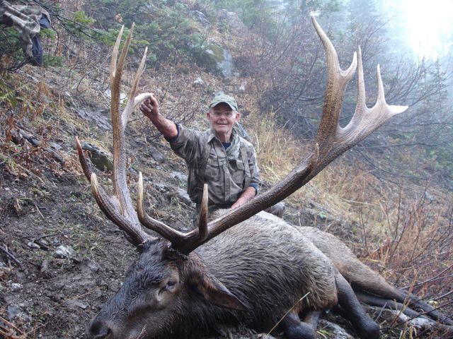 hunting bull elk coloring pages