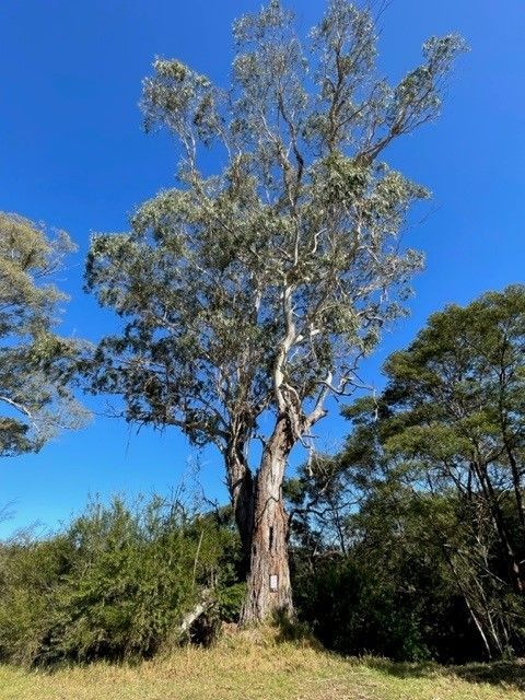 Eucalyptus Ovata (swamp gum) Embracing the wetland Majesty