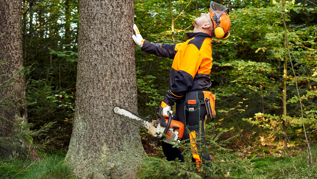 Cutting Down The Trees Is Called