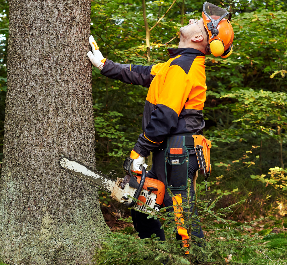 Arborist Terminology - A guide to Common Tree Terms