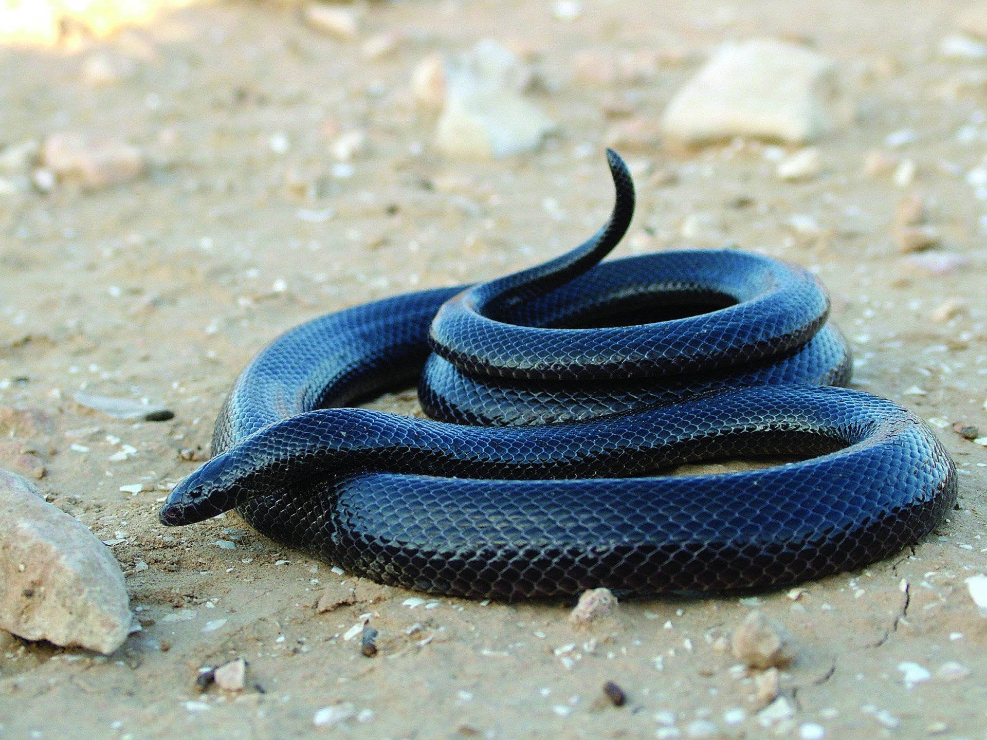 Atractaspididae Bibron's Stiletto (Atractaspis Bibronii) | Chad Keates