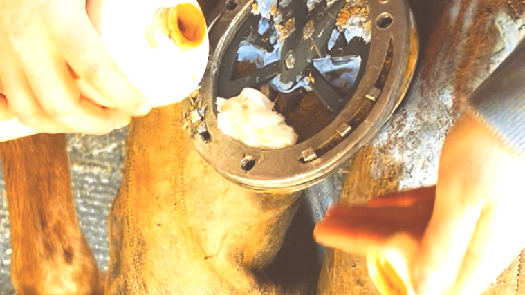 Hospital Plate Shoe for Treating a Deep Hoof Abscess