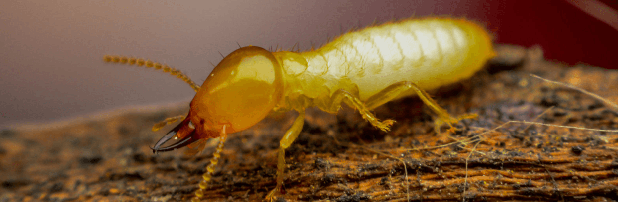 Warmer weather in Oklahoma brings termites