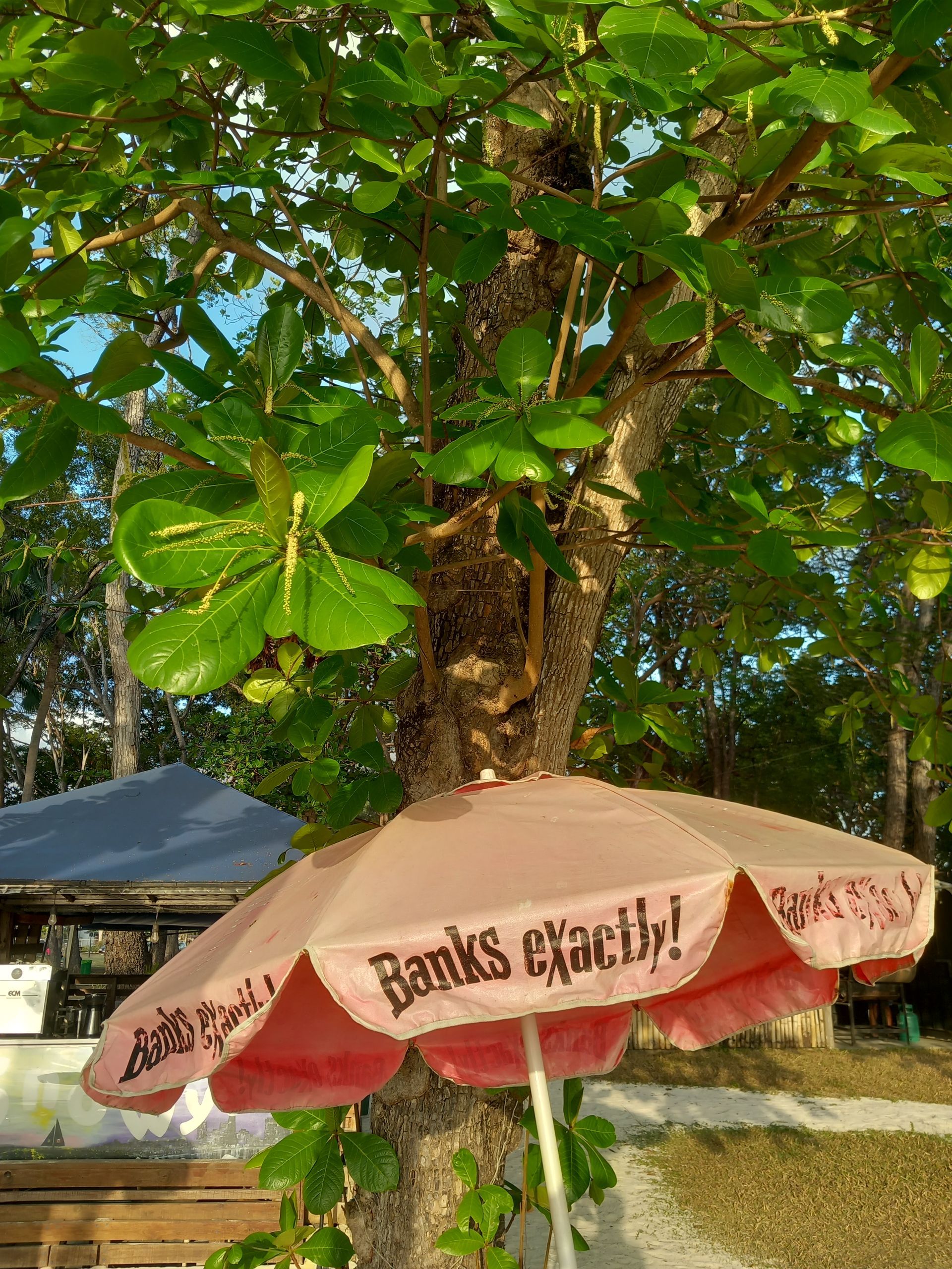 Caribbean Store