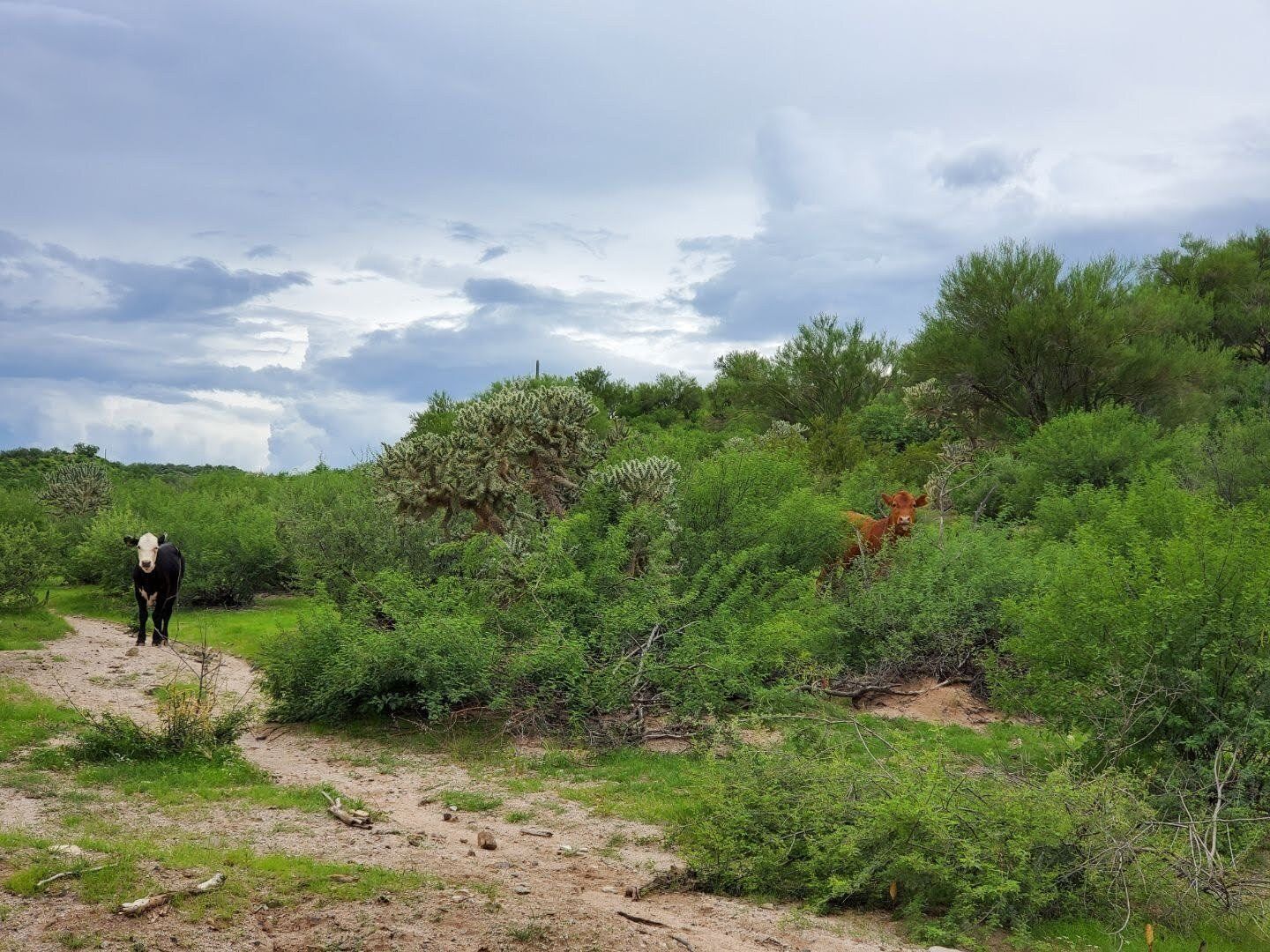 Home [www.river-bottom-ranch.com]