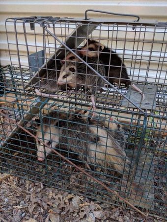 Critter Ridder is most reputable animal trapping and relocation service